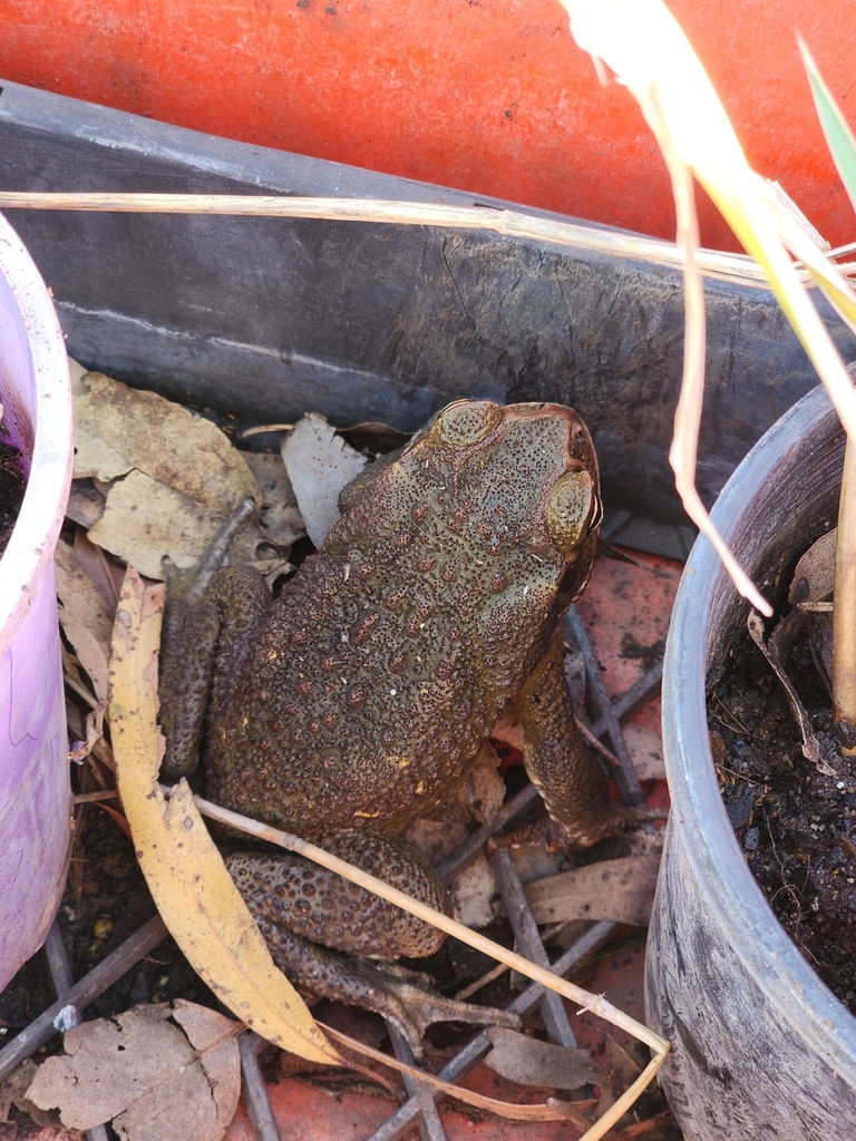 Cane Toad from Bouldercombe QLD 4702, Australia on January 14, 2024 at ...