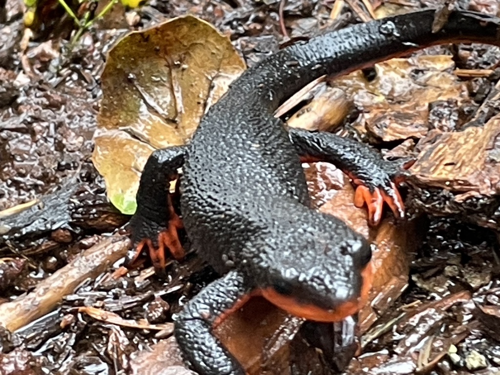 Red-bellied Newt in January 2024 by wildpuppy · iNaturalist