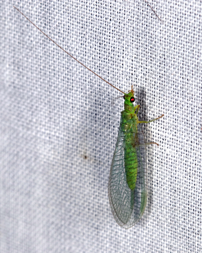 Mallada signatus from Ballarat VIC, Australia on January 12, 2024 at 11 ...