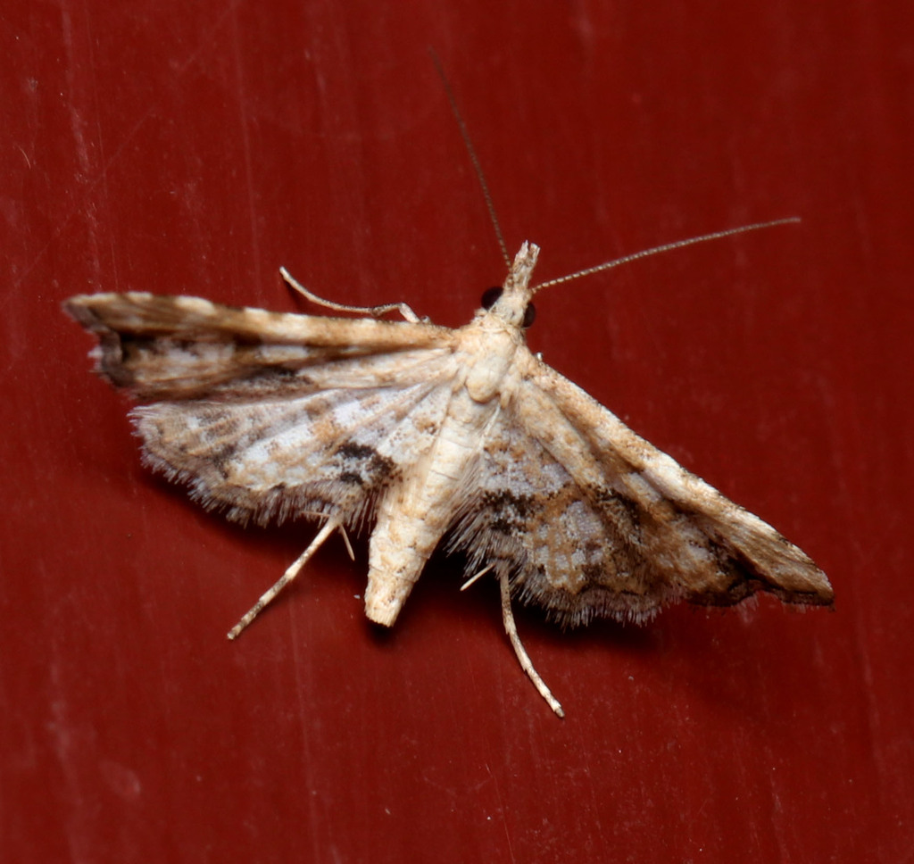 False Plume Moths in January 2024 by juliegraham173 · iNaturalist