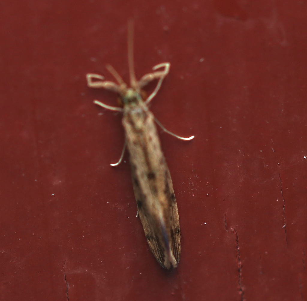 Insects in December 2023 by juliegraham173 · iNaturalist