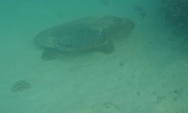 Loggerhead Sea Turtle from South Pacific Ocean, Eurimbula, QLD, AU on ...