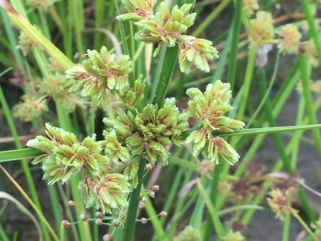 Variable Flatsedge from Buenaventura, Valle del Cauca, Colombia on ...