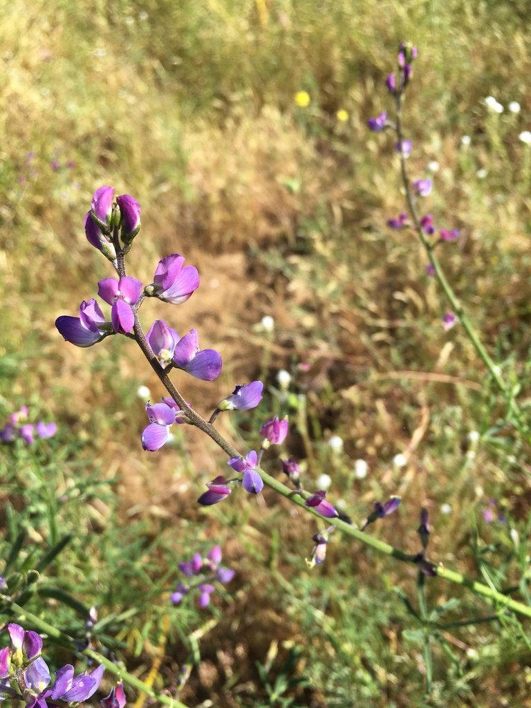 collared annual lupine from Crest, CA, USA on April 11, 2019 at 09:29 ...