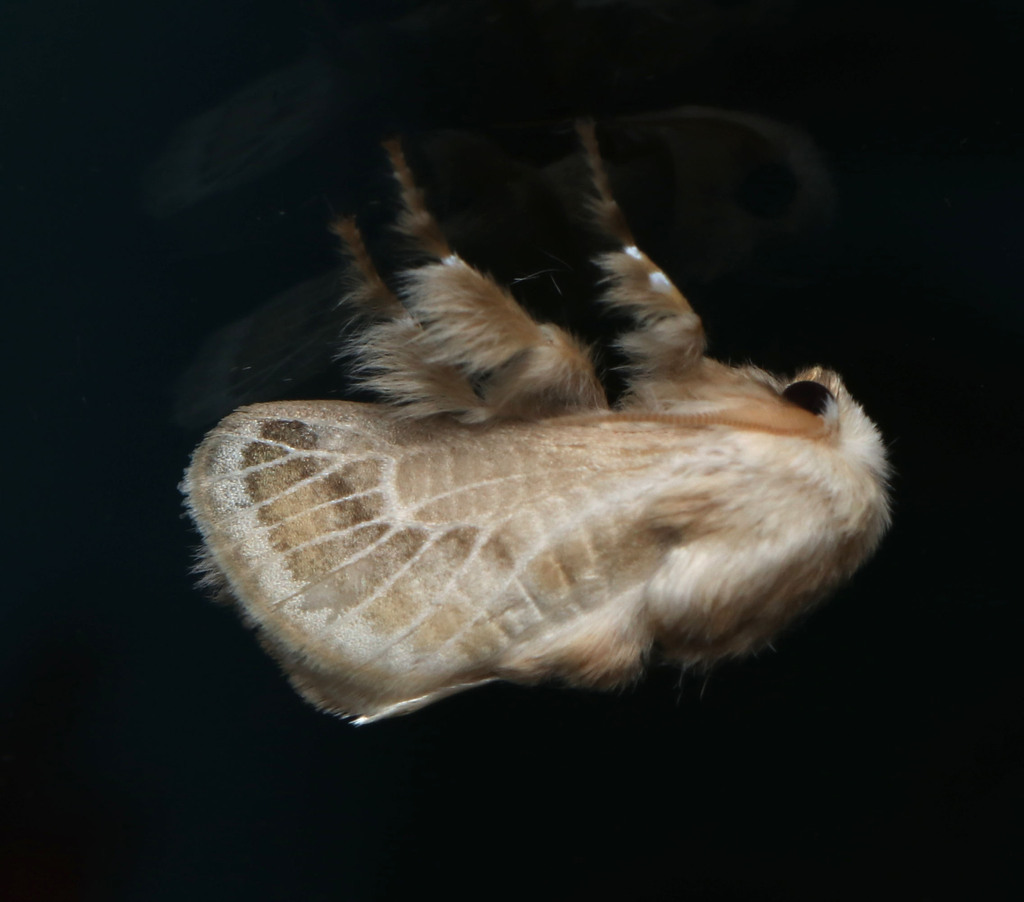 Doratifera pinguis in January 2024 by juliegraham173 · iNaturalist