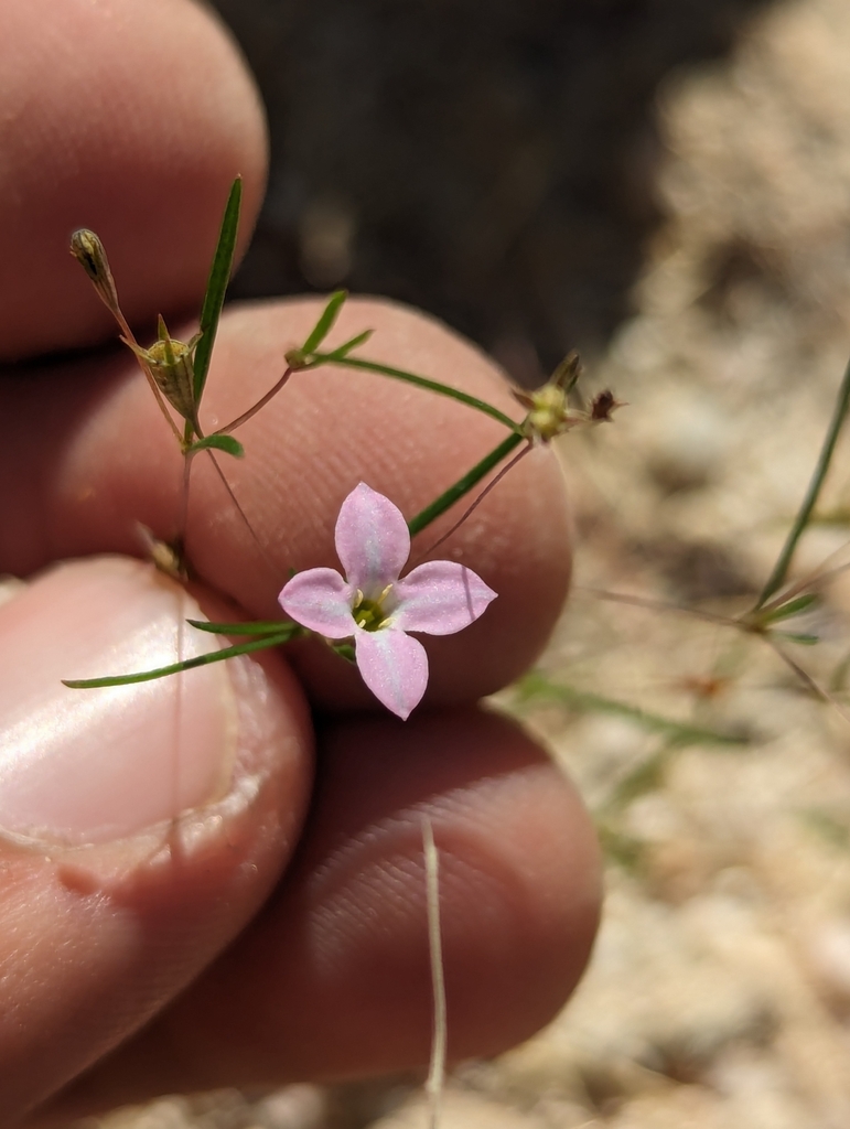Cape Star-Violet from 23247 B.C.S., México on January 13, 2024 at 11:23 ...