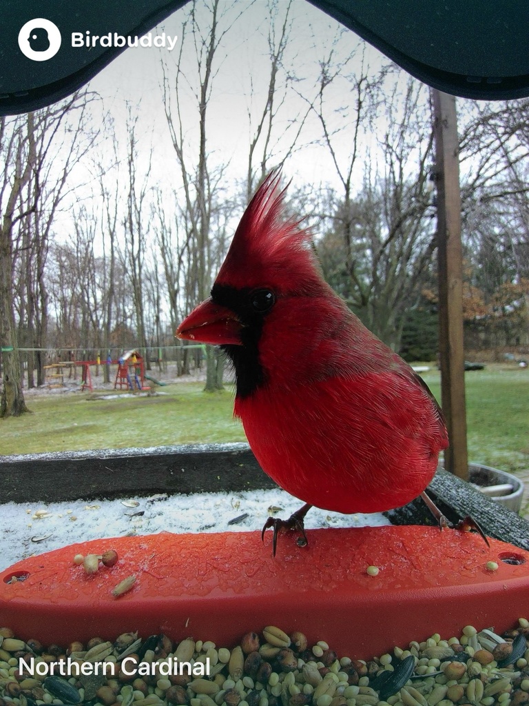 Northern Cardinal from Sunny Meadow Cir, Okemos, MI, US on January 1 ...