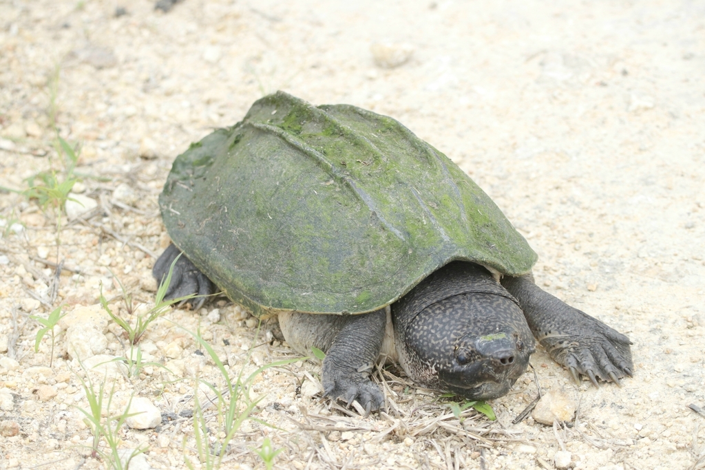 Mexican Giant Musk Turtle in January 2024 by delbert · iNaturalist