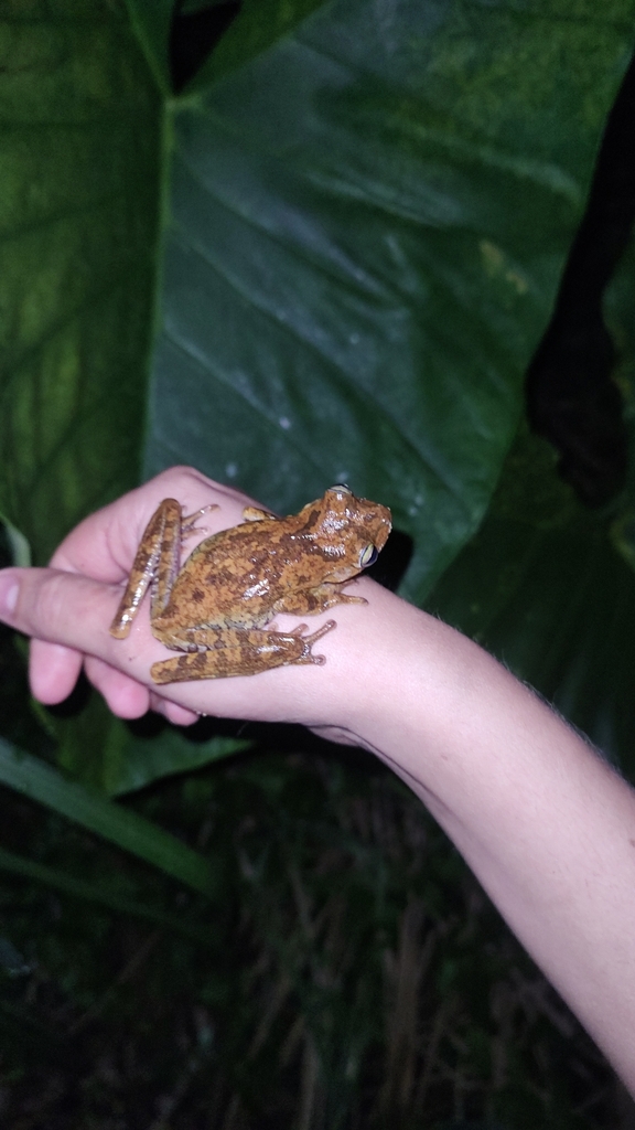 Banana Tree Dwelling Frog from Sasaima, Cundinamarca, Colombia on ...