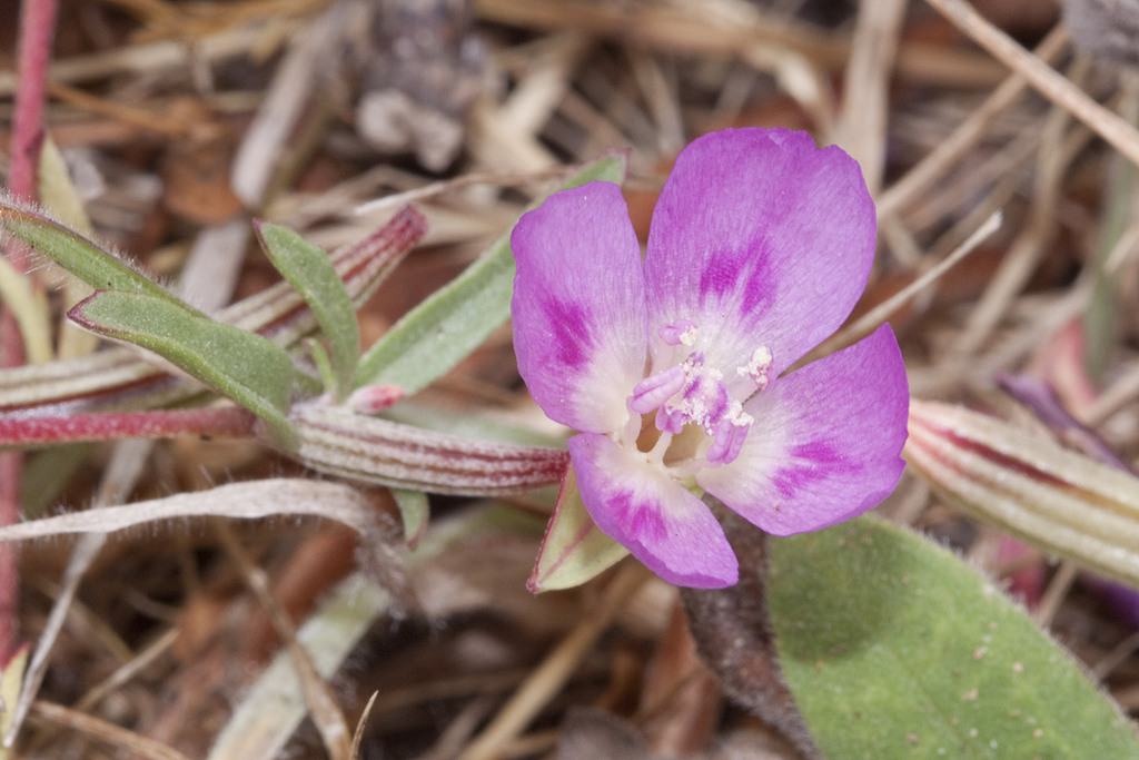Prostrate Clarkia (Clarkia prostrata) - Botanical Realm