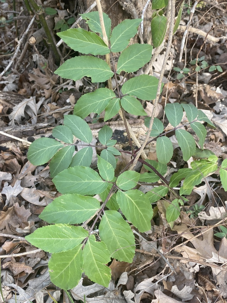 American black elderberry from Getzendaner Mem Park, Waxahachie, TX, US ...