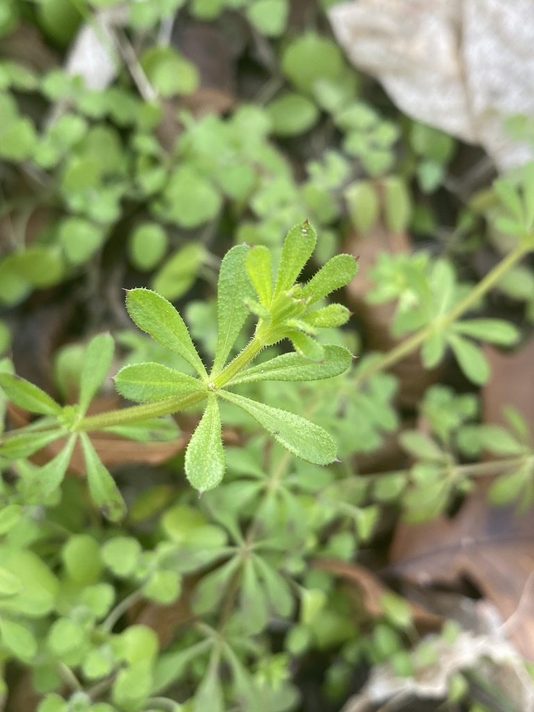 catchweed bedstraw from Waxahachie, TX, US on January 13, 2024 at 02:00 ...