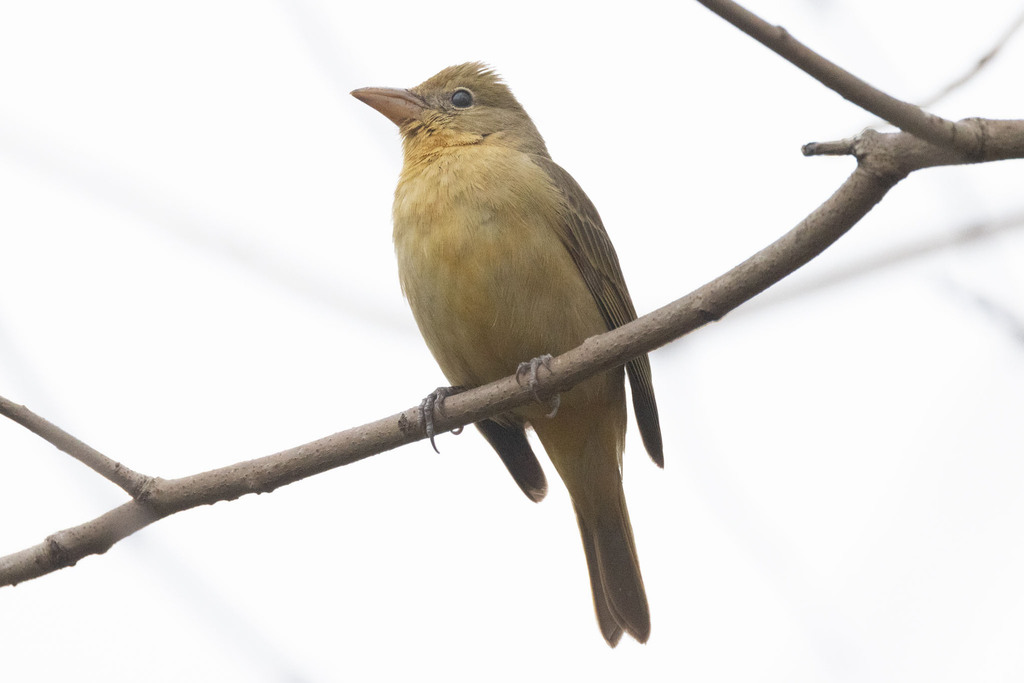 Summer Tanager from Robinson Ranch, Austin, TX, USA on January 13, 2024 ...