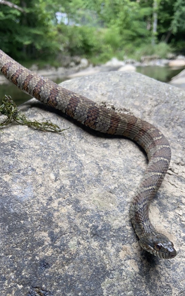 Northern Watersnake from West Prong Little Pigeon River, Gatlinburg, TN ...