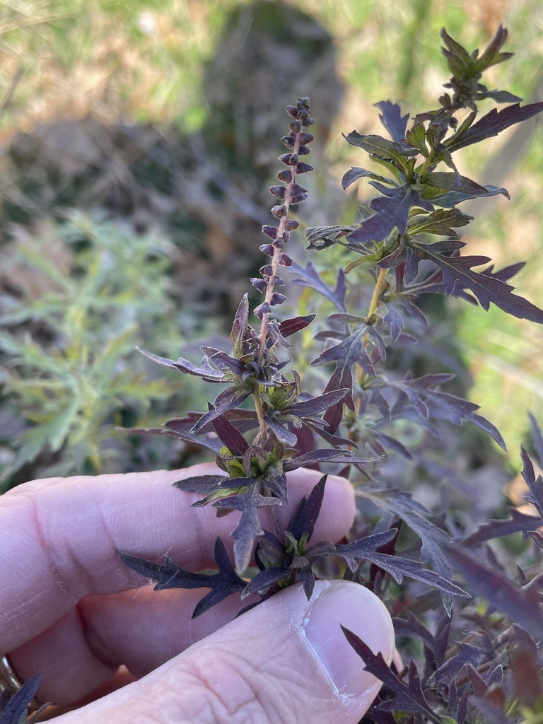 western ragweed from N Prairie Creek Rd, Dallas, TX, US on January 13 ...