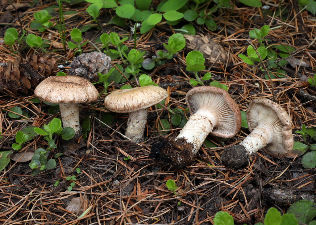 Cleistocybe vernalis from Okanogan County, WA, USA on May 21, 2023 at ...