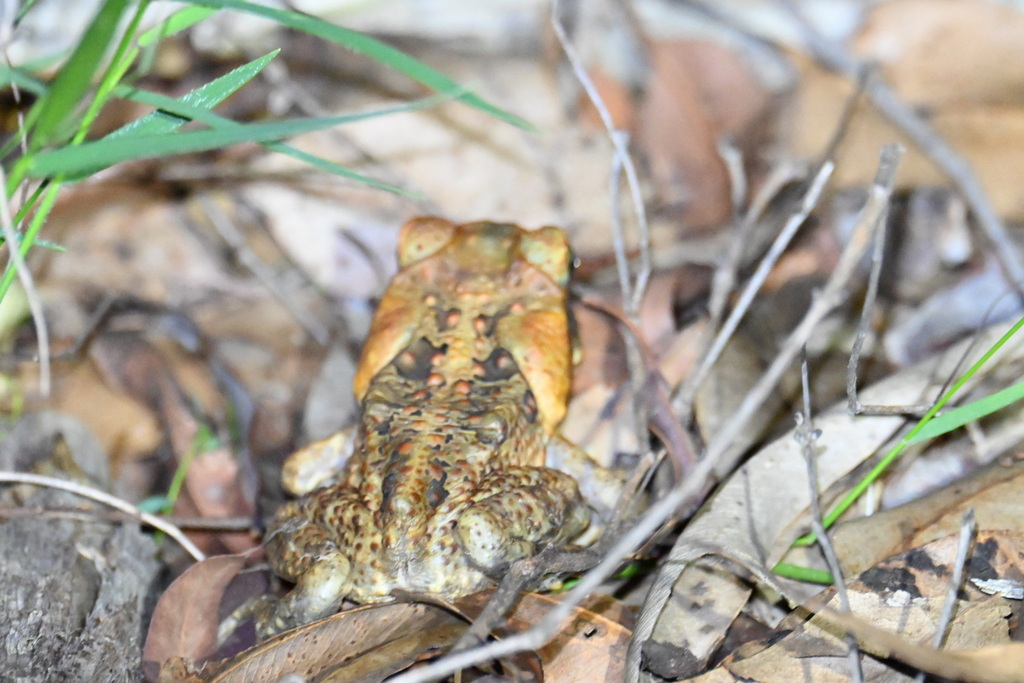 Cane Toad from Brisbane QLD, Australia on January 13, 2024 at 07:41 PM ...