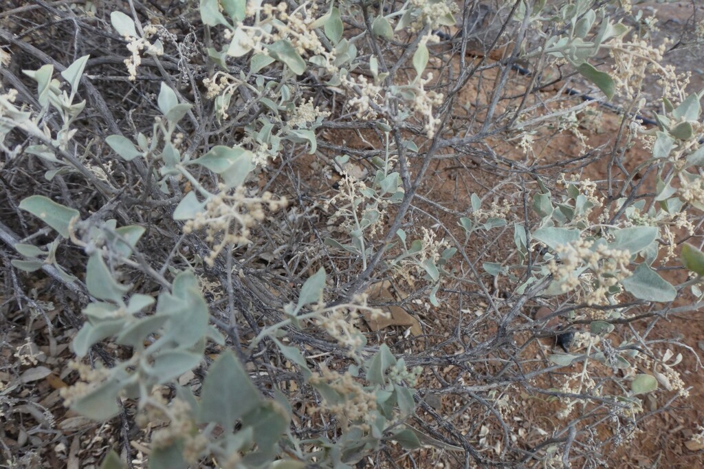 Fragrant Saltbush from Flinders Ranges SA 5434, Australia on May 16 ...