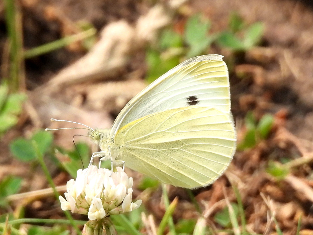 Small White from Bluff City Blvd, Elgin, IL, US on June 15, 2023 at 04: ...