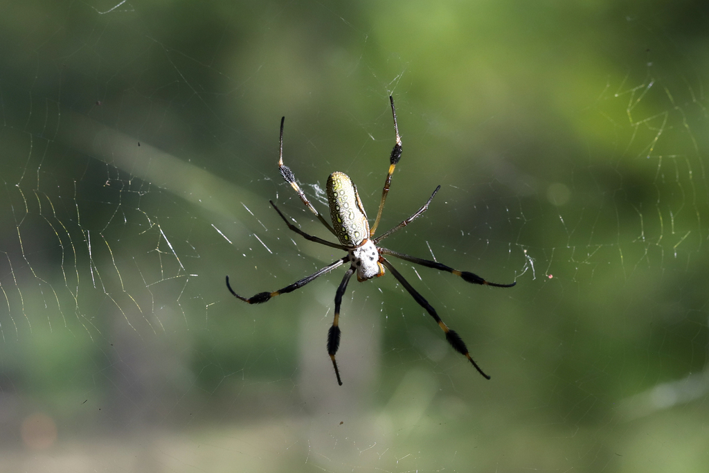 Golden Silk Spider from Ciudad Guzmán, Jalisco, Mexico on January 4 ...