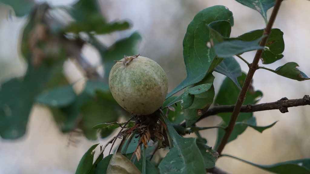 Randia thurberi from Estero El Yugo, Cerritos, 82112 Mazatlán, Sin., México on January 13, 2024 ...