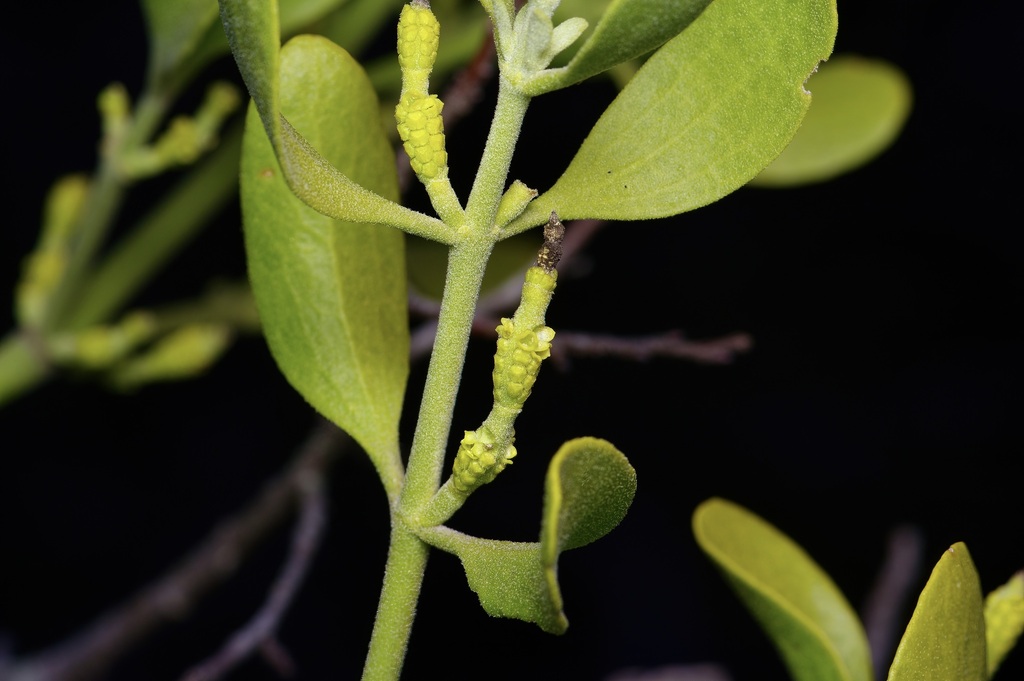 American Mistletoe in January 2024 by Michelle · iNaturalist