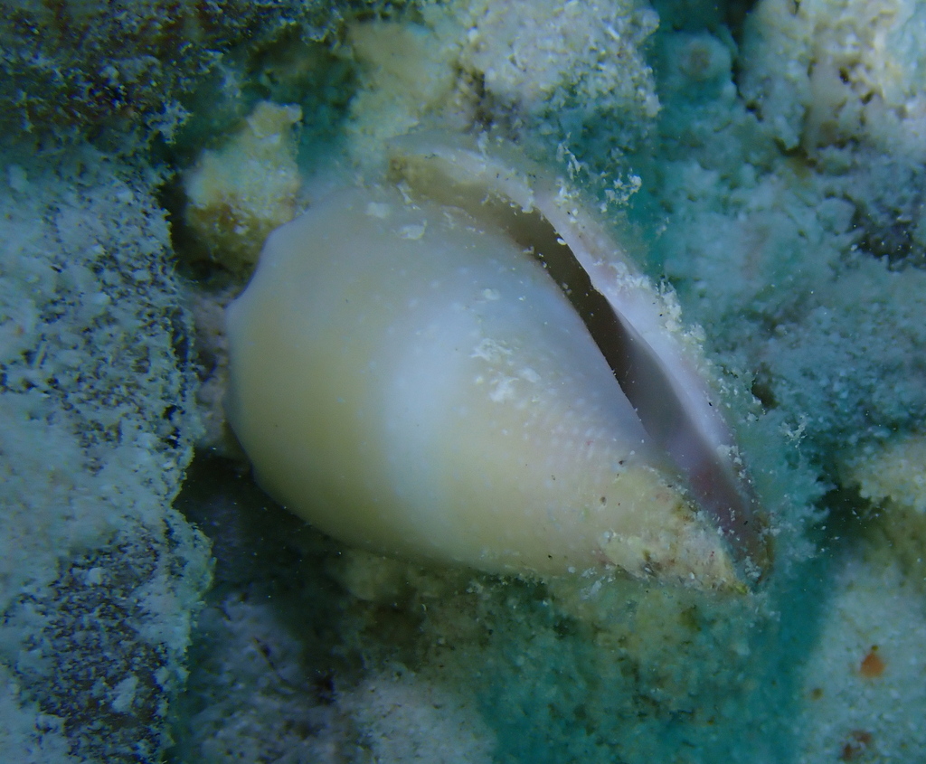 Cone Snails from Butaritari Island, Kiribati on January 2, 2024 at 03: ...