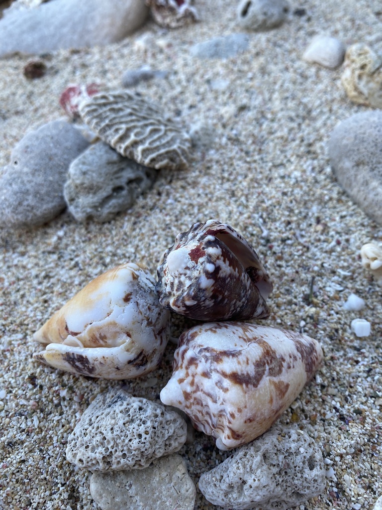 Crown Cone from Curacao, CW on January 13, 2024 at 04:20 PM by ...