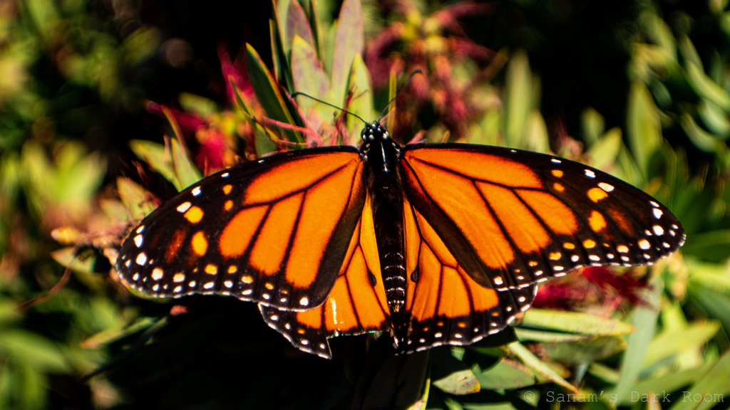 Monarch from Vermont St, San Diego, CA, US on January 6, 2024 at 12:05 ...