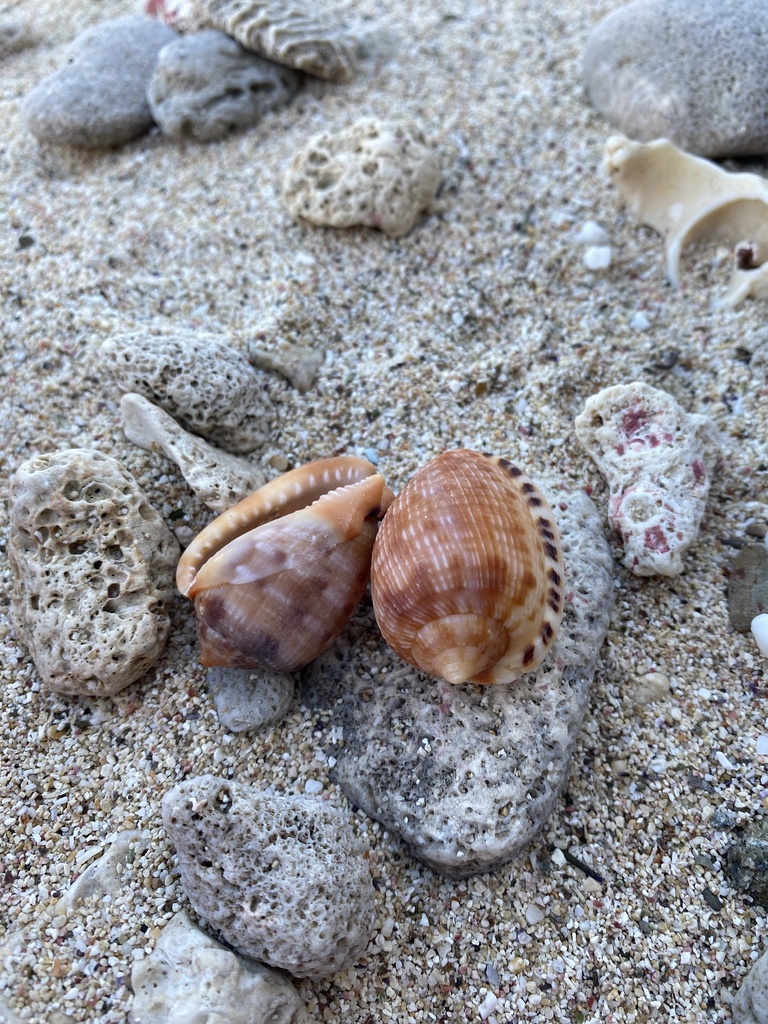 Reticulated Cowry Helmet from Curacao, CW on January 13, 2024 at 04:21 ...