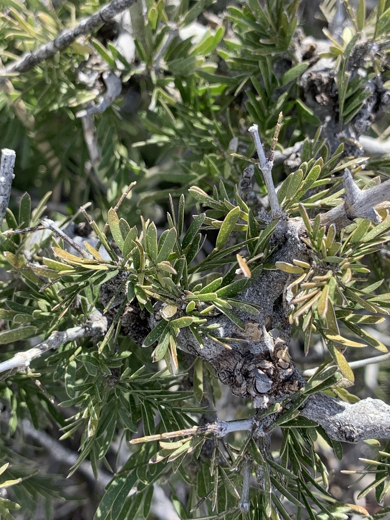 Texas lignum-vitae from Big Bend National Park, Alpine, TX, US on ...
