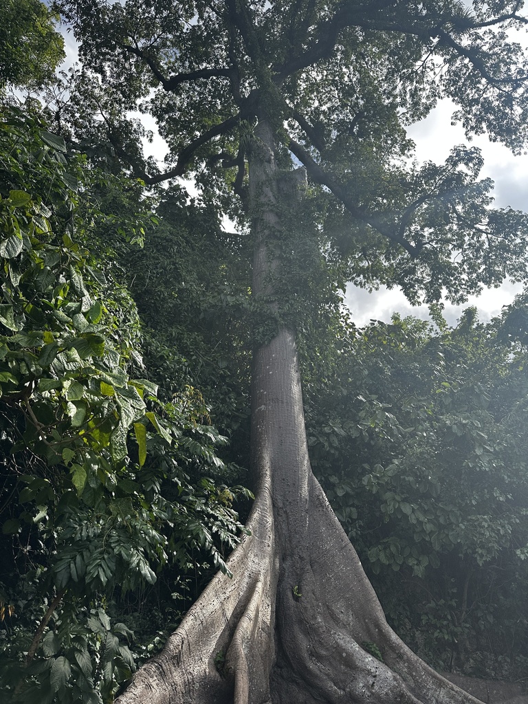 Kapok Tree from Puerto Rico, Loíza, Puerto Rico, US on January 13, 2024 ...