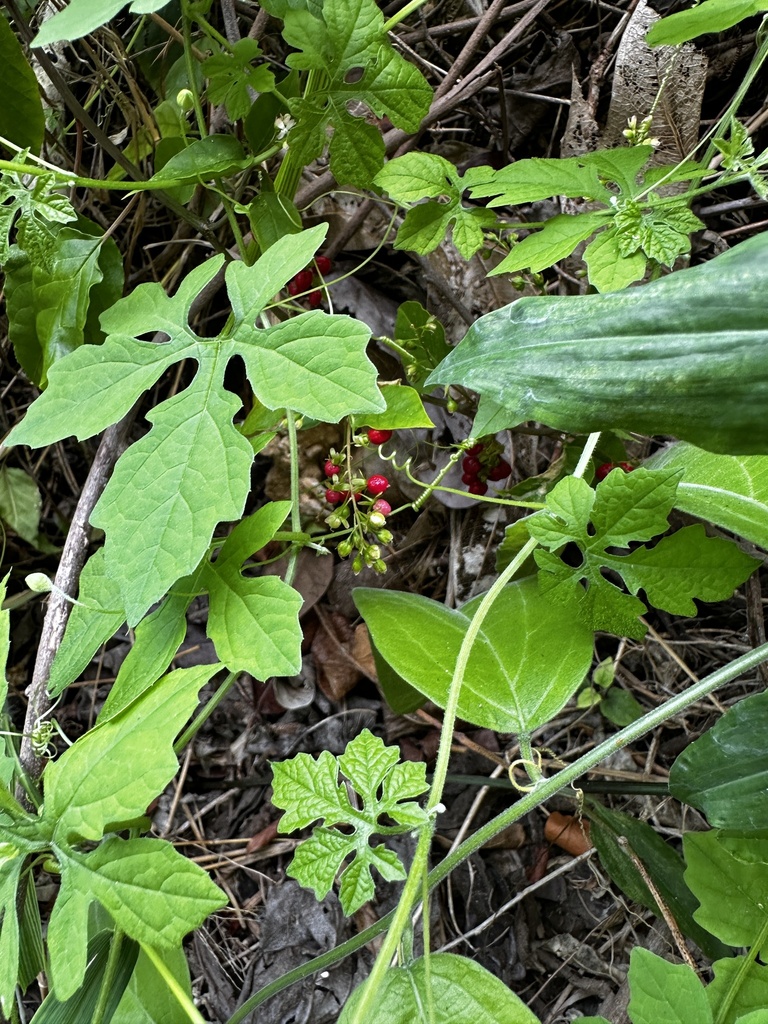 Bitter Melon from Puerto Rico, Loíza, Puerto Rico, US on January 13 ...