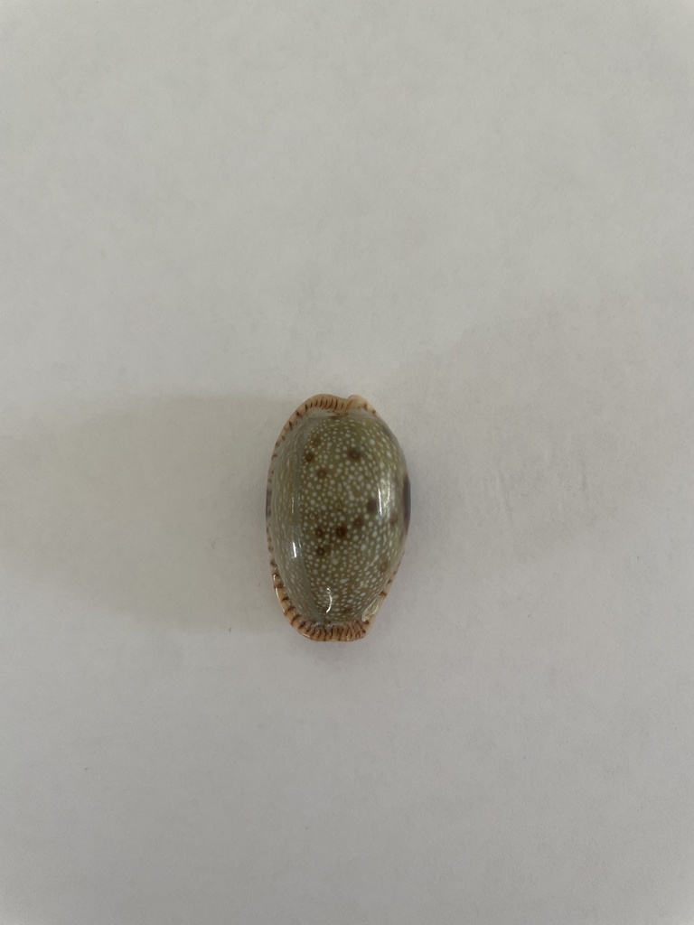 Eroded Cowry from North Wall Beach, Coffs Harbour, NSW, AU on January ...
