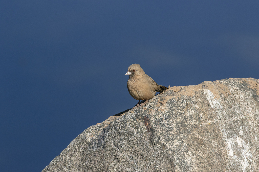Abert's Towhee from Maricopa County, AZ, USA on January 12, 2024 at 01: ...