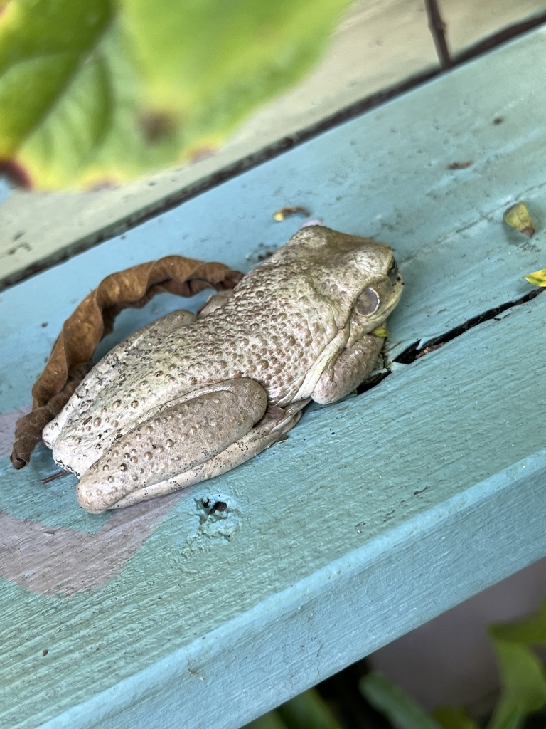 Cuban Tree Frog from SW 43rd St, Miami, FL, US on January 13, 2024 at ...