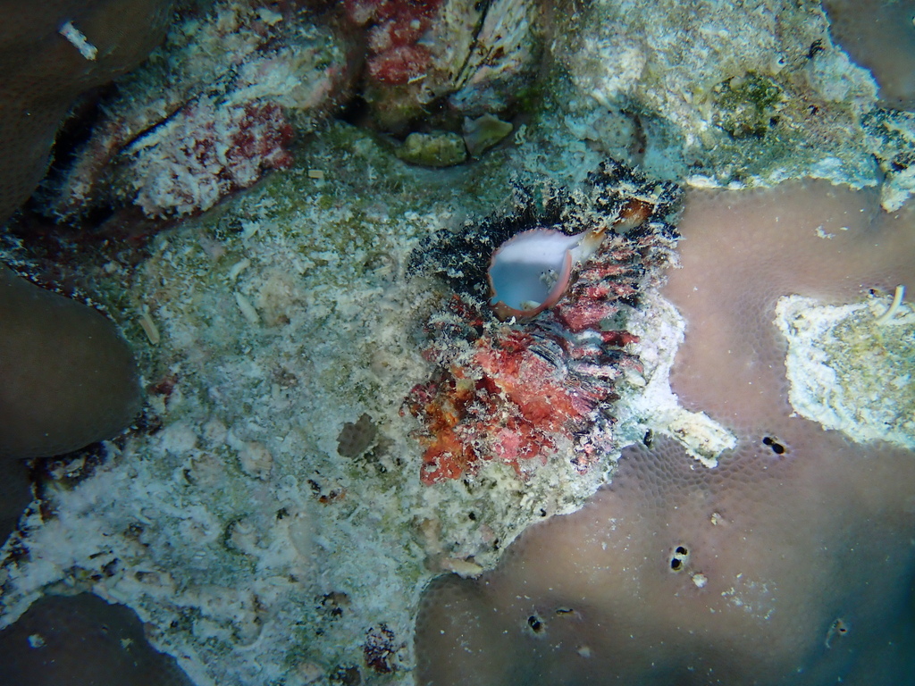 The Burnt Murex from Butaritari Island, Kiribati on January 2, 2024 at ...