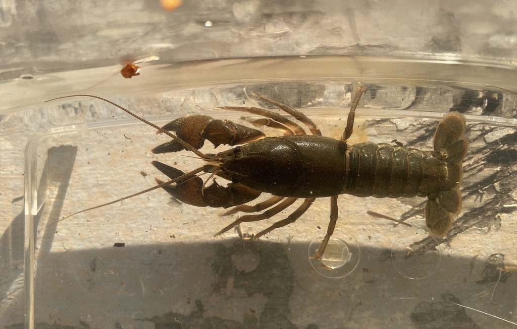 Variable Crayfish from Newnan Rd, Carrollton, GA, US on January 13 ...
