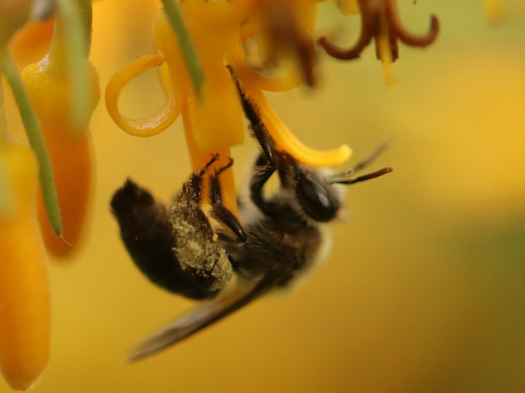 Leioproctus in December 2023 by Nature_Lover. There were 5 or 6 of ...