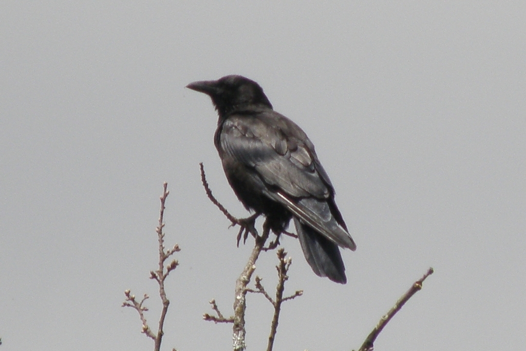 Carrion Crow from Paredes de Coura, 4940, Portugal on July 31, 2009 at ...