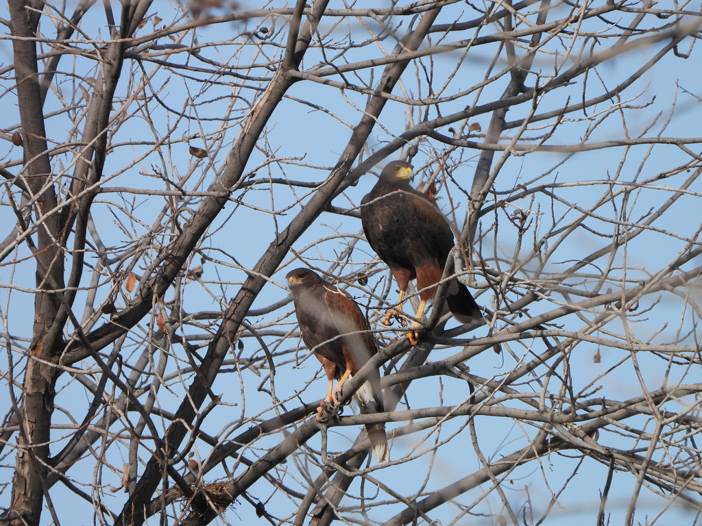 Harris's Hawk from Residencial Fraccionamiento las Villas, 27105 ...