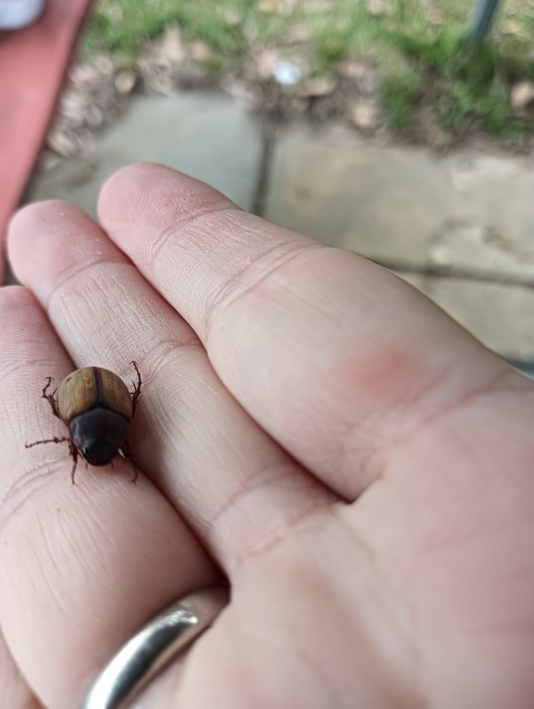 Scarabs from Cunjurong Point NSW 2539, Australia on January 14, 2024 at ...
