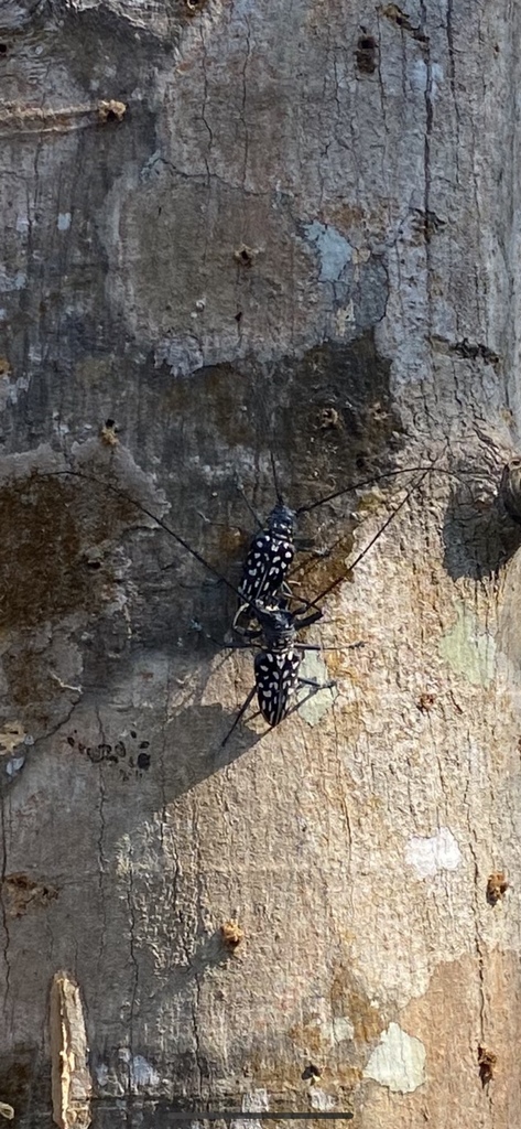 Stellognatha maculata from Nosy Komba, Antsiranana, MG on October 5 ...
