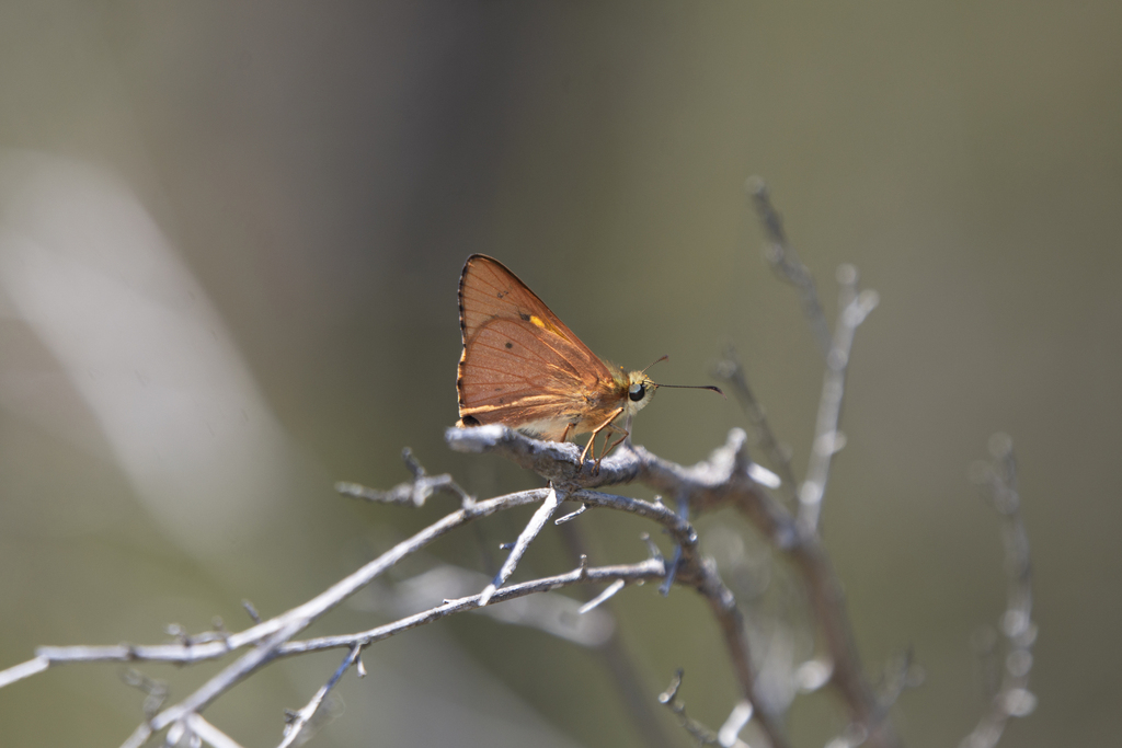 Flame Sedge-skipper from Blue Mountains Nat'l Park NSW 2787, Australia ...