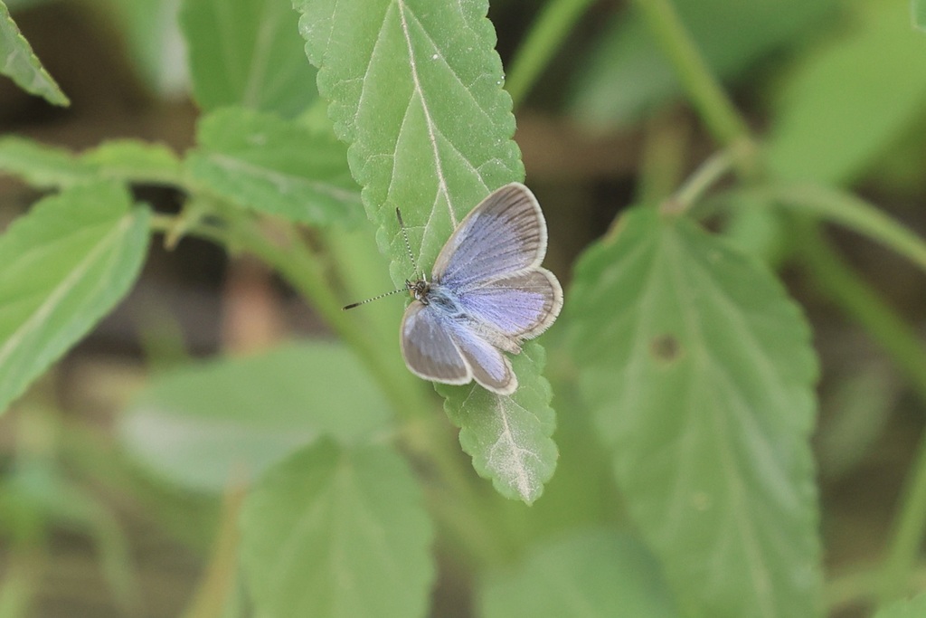 Lesser Grass Blue from Honolulu County, HI, USA on January 13, 2024 at ...