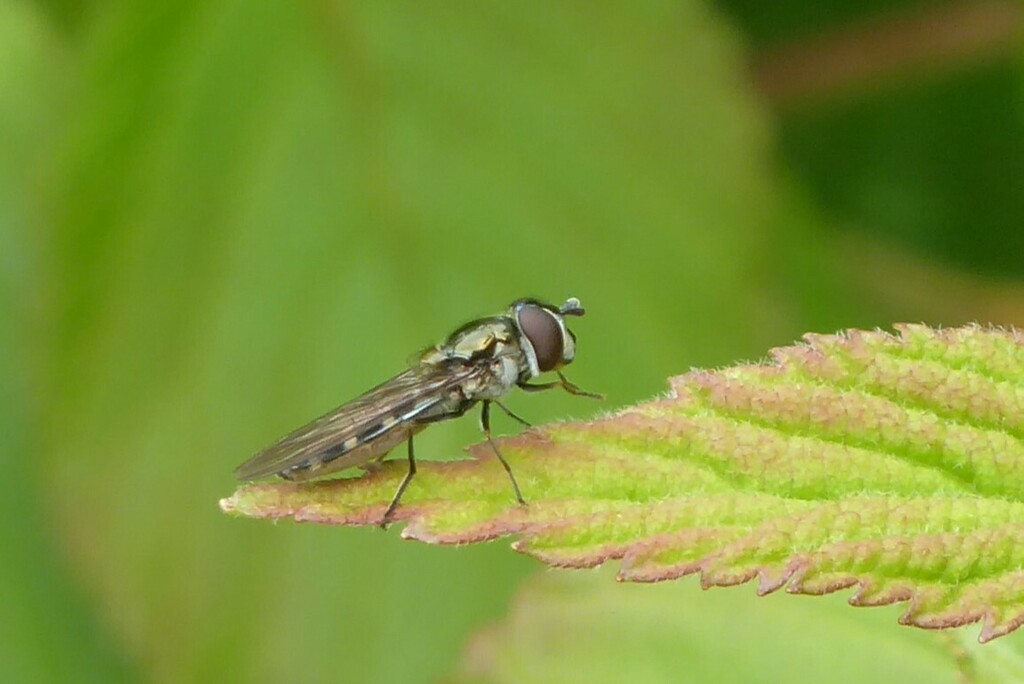 Large Hover Fly from Waikouaiti, New Zealand on January 4, 2024 at 09: ...