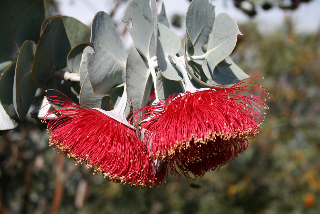 Rose Mallee from Murray Bridge SA 5253, Australia on June 14, 2013 at ...
