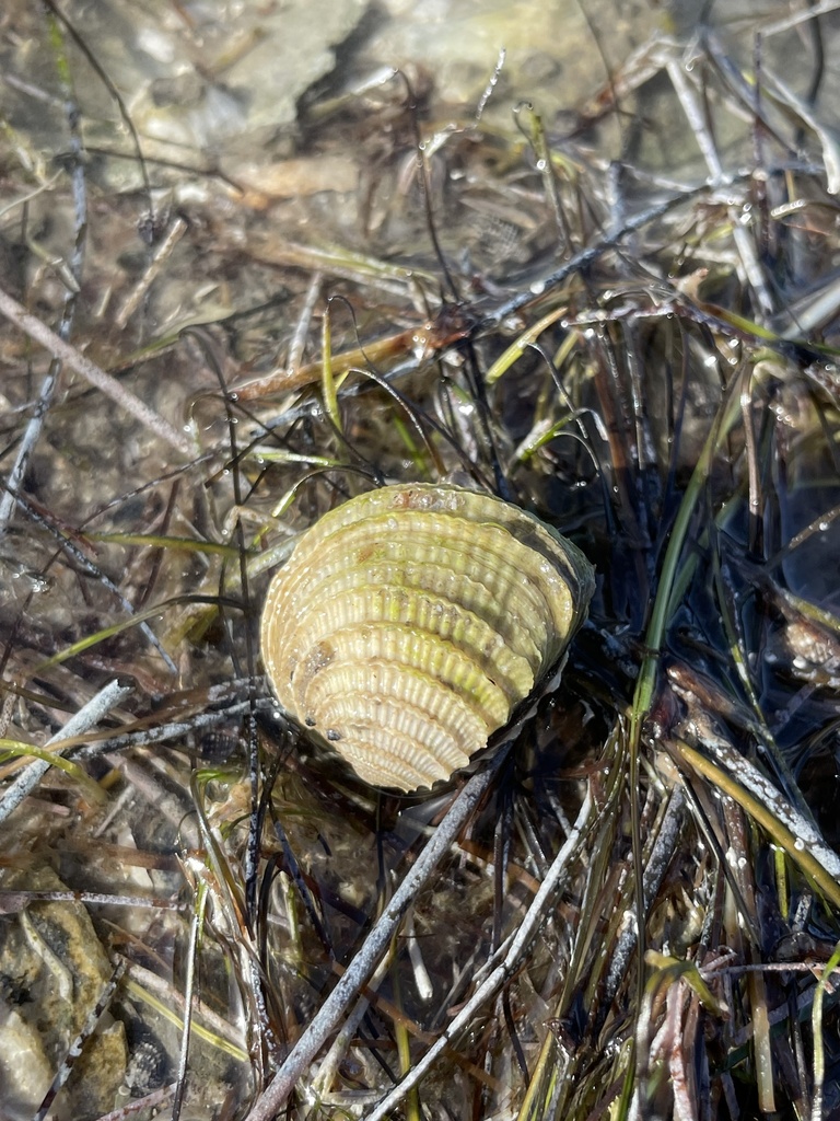 Cross-barred Venus from Laguna Madre, Corpus Christi, TX, US on January ...