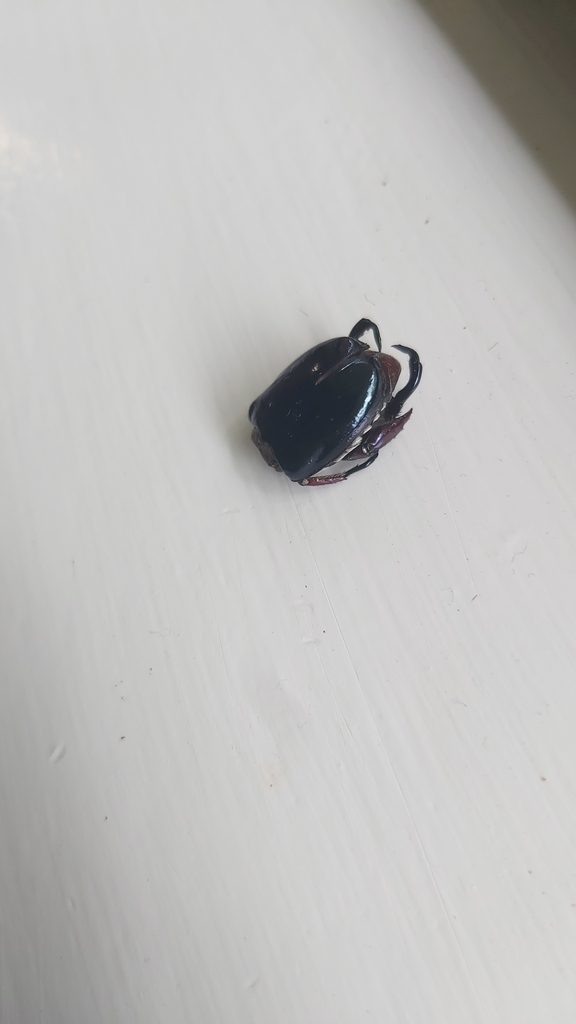 Repsimus aeneus from Berkeley Vale NSW 2261, Australia on January 14 ...