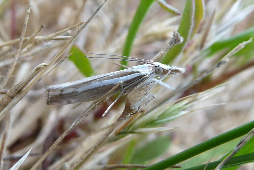 Common Grass Moth from Waikouaiti, New Zealand on January 4, 2024 at 06 ...